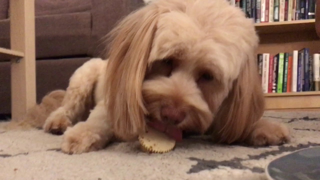 Deefer Dog Turns 3-years-old - YouTube