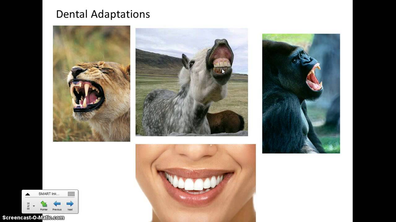 Animal Form & Function Video 2 - YouTube