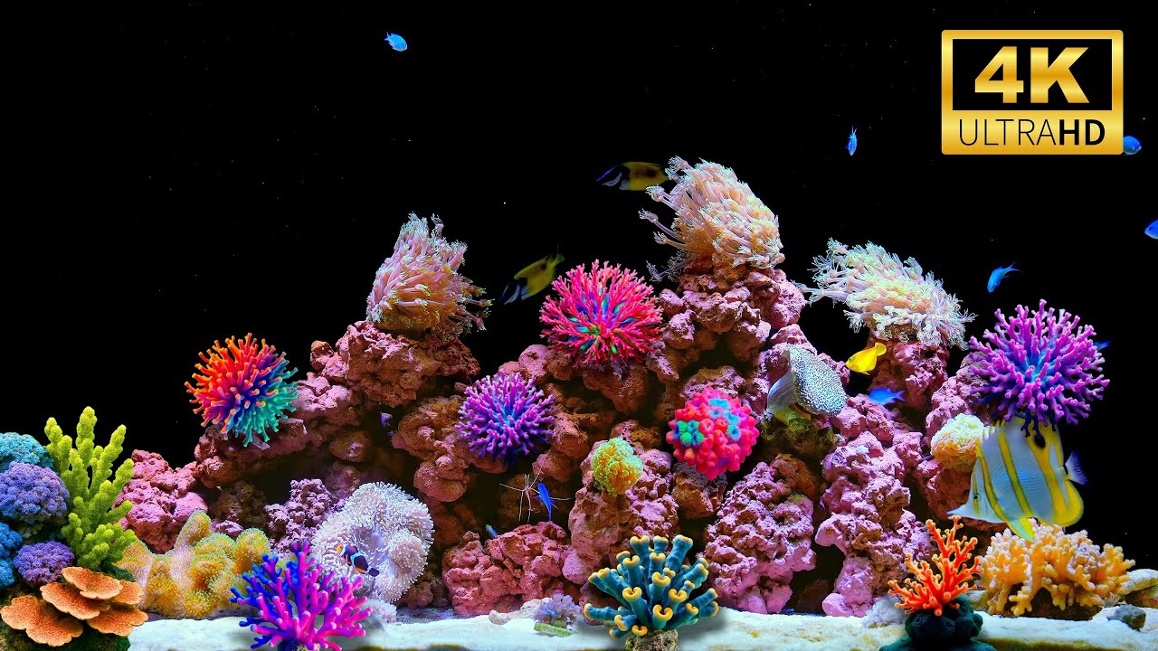 🍃 Tranquil 4K Fish Tank with Corals | Immersive Natural Sounds for ...