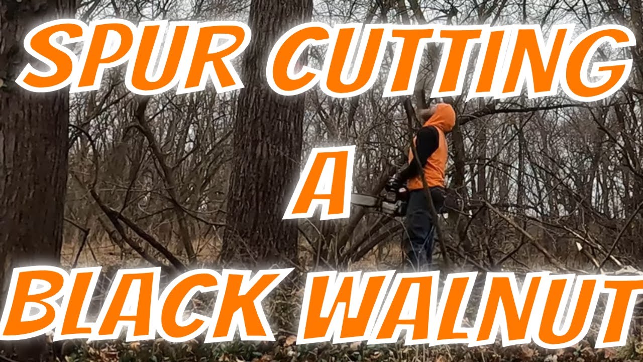 Spur cutting tree a beautiful Black Walnut tree and explaining and ...
