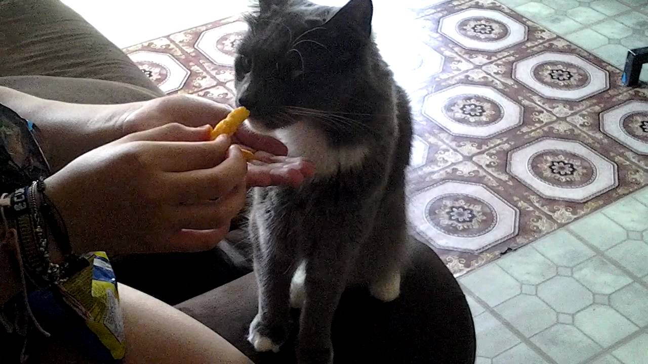 Cat eating cheetos - YouTube