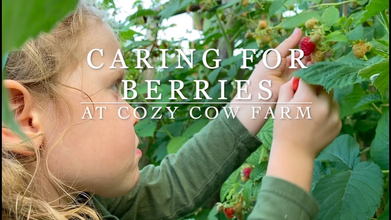 Raising Canes: One year of raspberries in under 6 minutes - YouTube