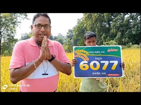 Paddy Ankur 6077 | High-Yield Hybrid Rice Variety | Odisha - YouTube
