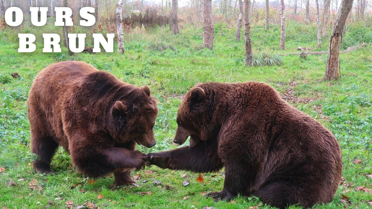le Bruit de l'ours brun, ours brun qui crie - YouTube