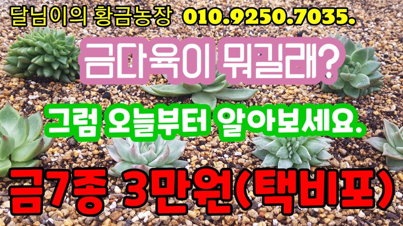 104화 2탄금다육이 뭔지 알고싶으시죠 시작하세요금다육 달님 물 식물 다육이 화분 흙 꽃 반려식물