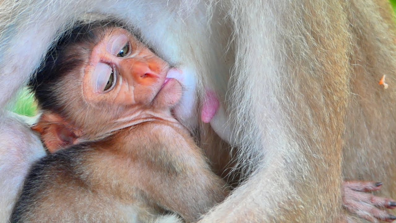 Wow ! Baby monkey SANDO get drink milk delicious - when Mom sits take ...