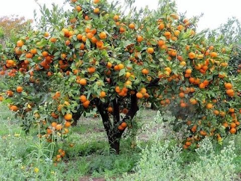 MANDALİNA AĞACI NASIL DİKİLİR ? TÜM PÜF NOKTALARIYLA ANLATTIM. mandalina.
