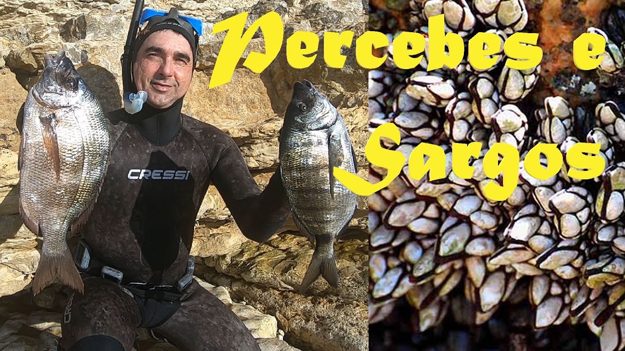 Apanha de percebes, caça submarina e spinning. Um dia completo de ...