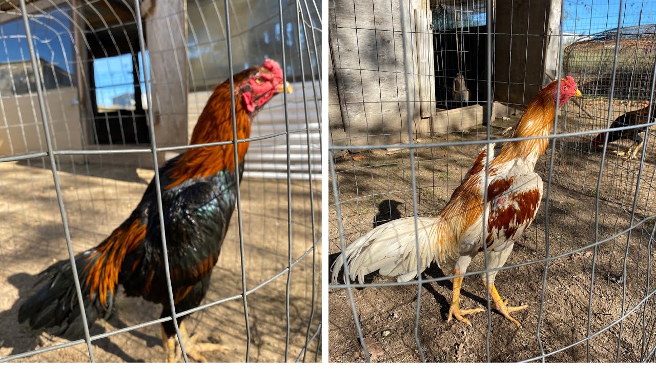 saib qaib ua si - YouTube