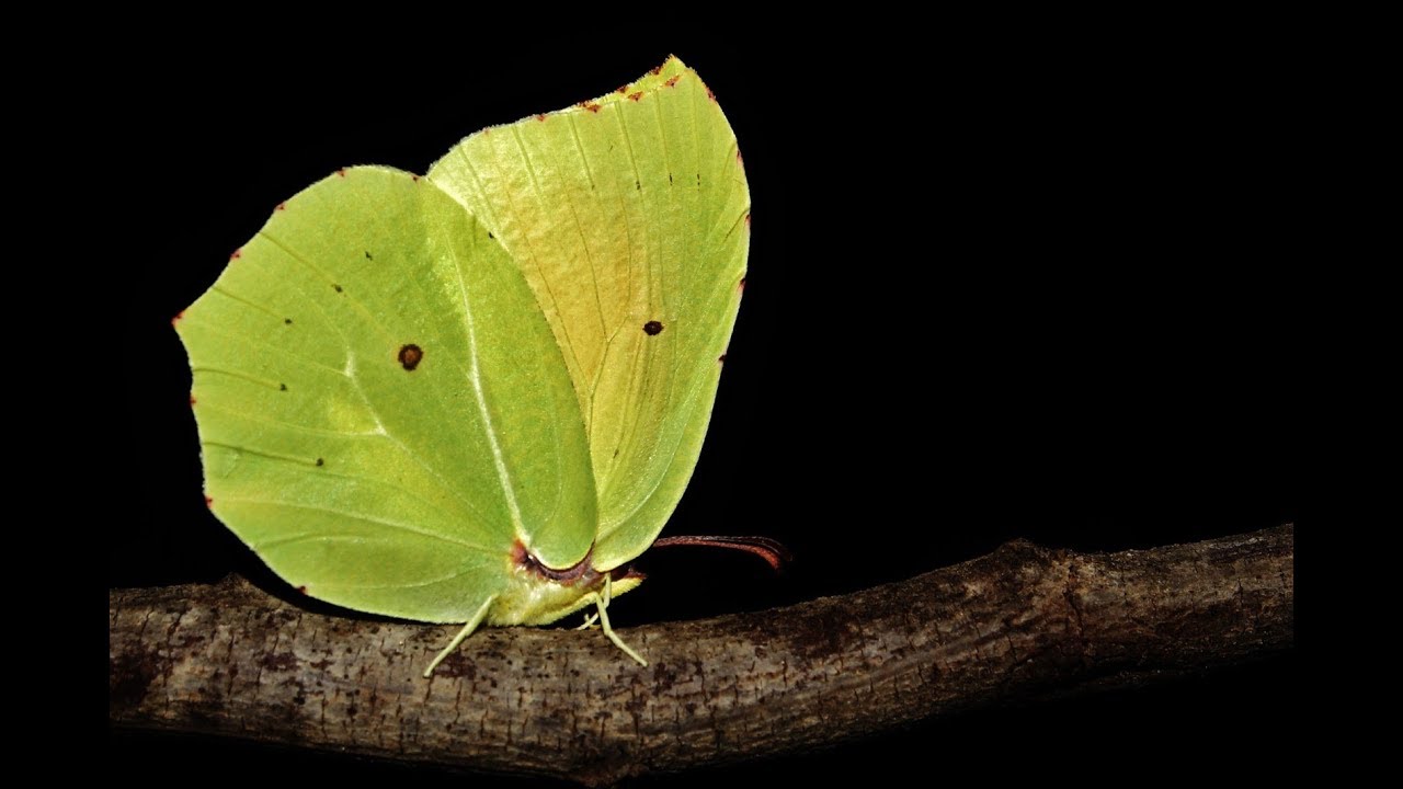 Cleopatra butterfly - (Gonepteryx cleopatra) (Linnaeus, 1767) - Cyprus ...