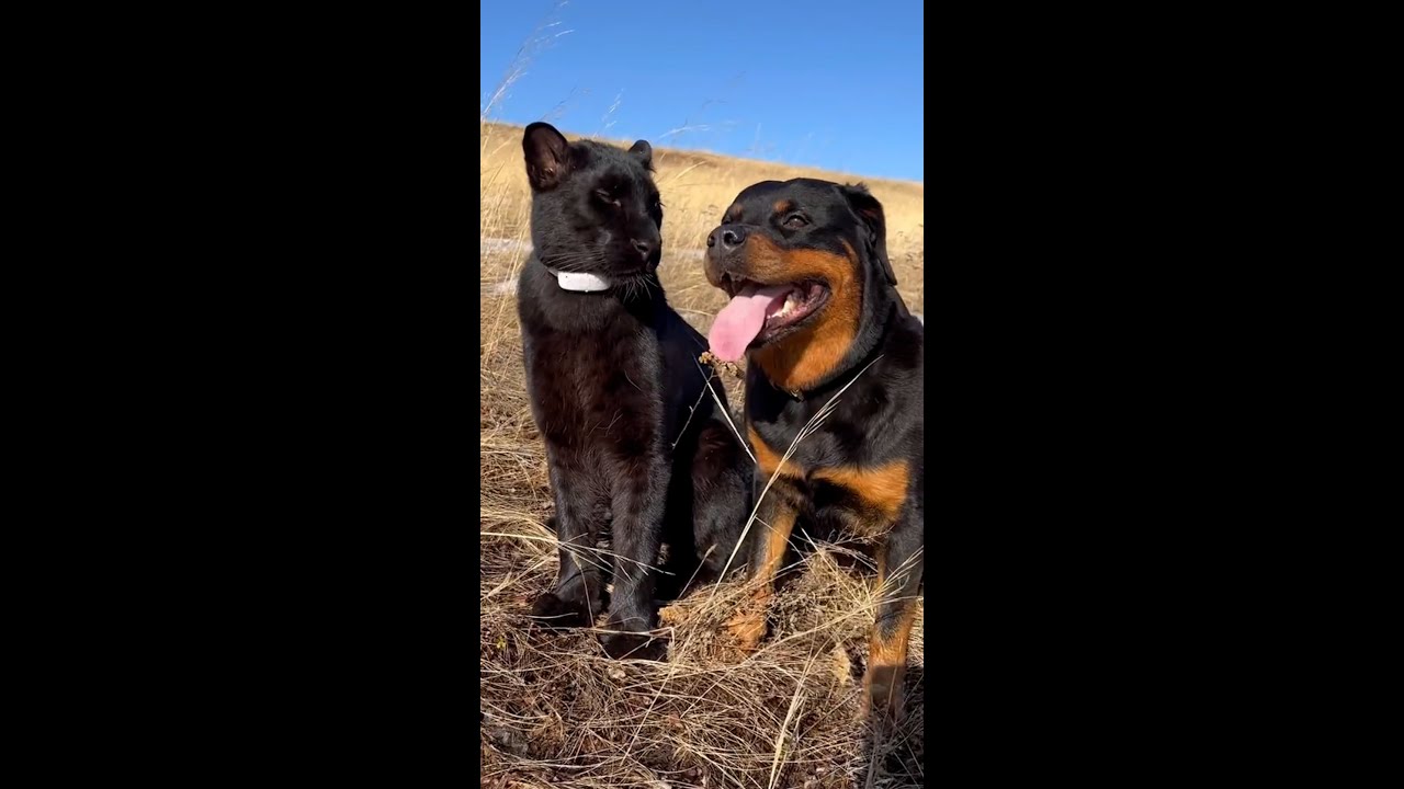 Rottweiler and black panther are best friends 🥰 - YouTube