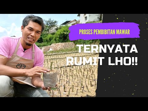 TAHAPAN PROSES PEMBIBITAN BUNGA MAWAR DARI AWAL - AKHIR | OKULASI MAWAR ...