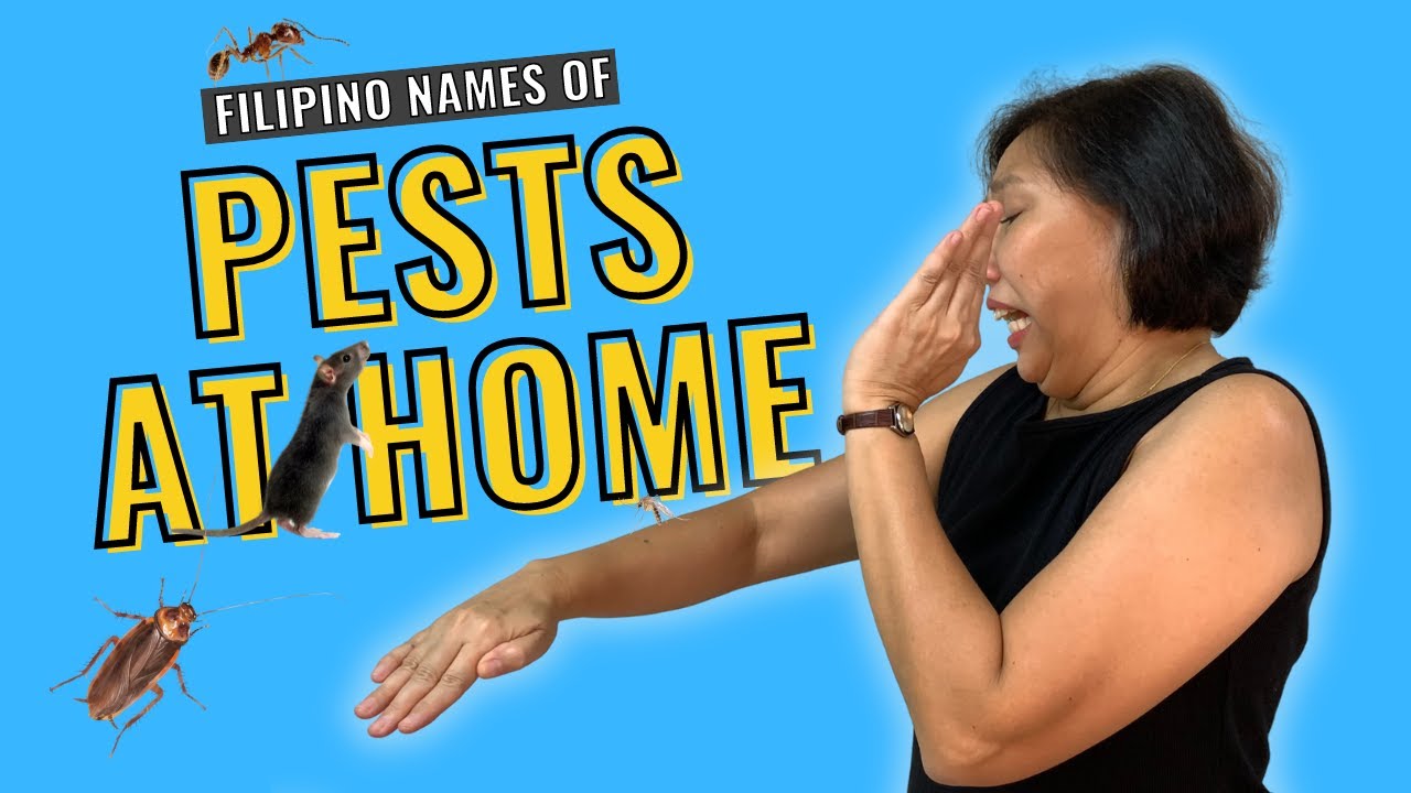 Pests at Home in Filipino - YouTube
