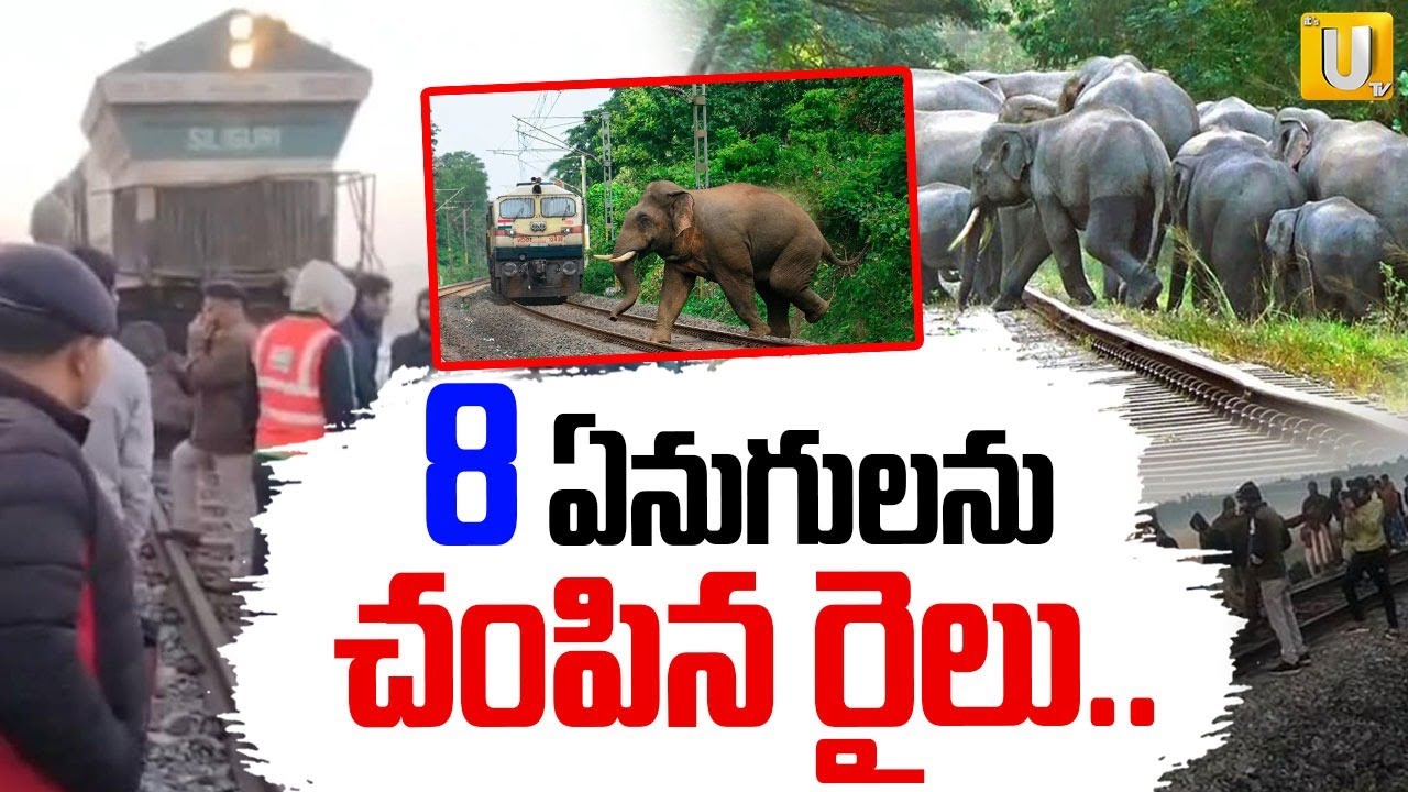 Eight Elephants Killed After Rajdhani Express Hits Herd | Assam News ...