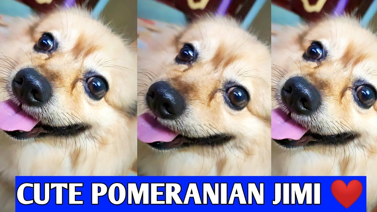 Cute Pomeranian Jimi Jimi's Cute Look 🤗 || Jimi and Romeo 2.0 🔥 # ...