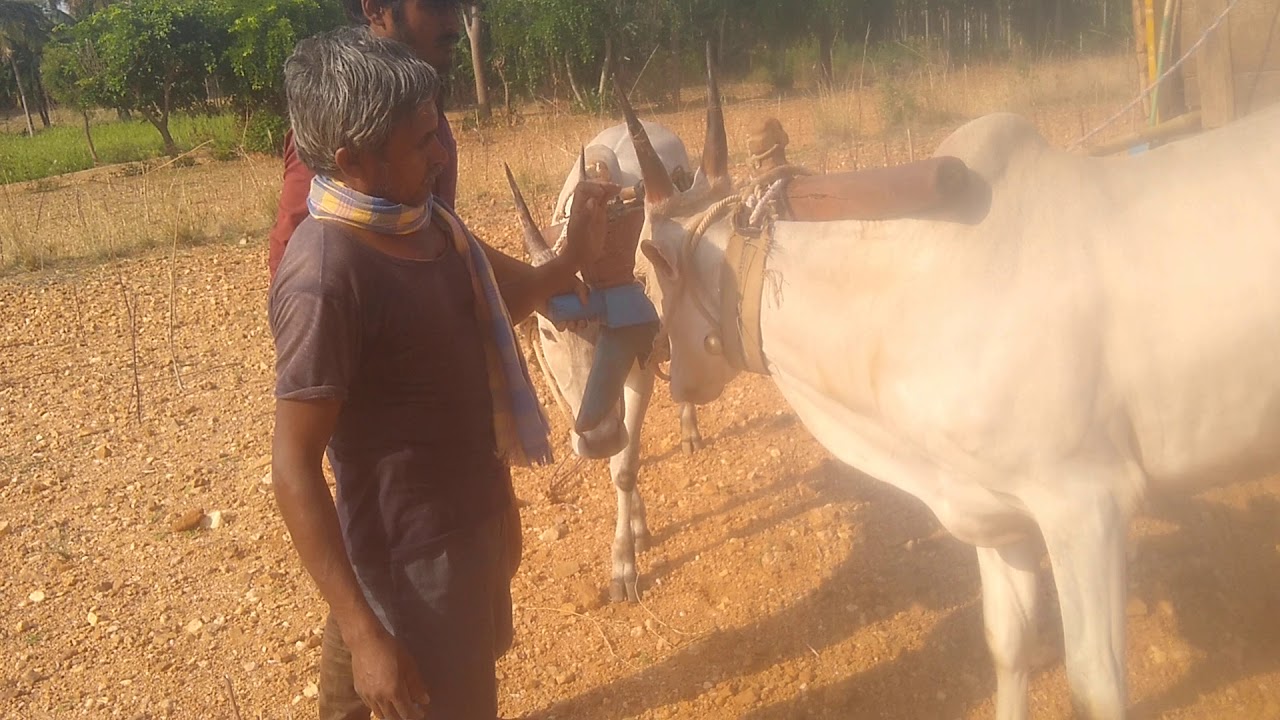 Hallikar ox used by Farmer to unload Cow dung manure in his field at ...