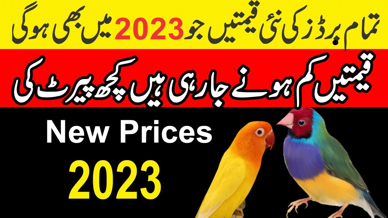 Birds price in pakistan 2023 | Love birds price in pakistan | birds new ...