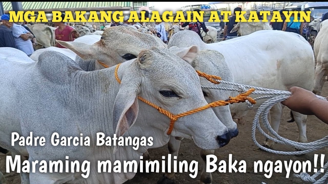 Mga Fatening na mga Baka Price Update Padre Garcia Batangas - YouTube