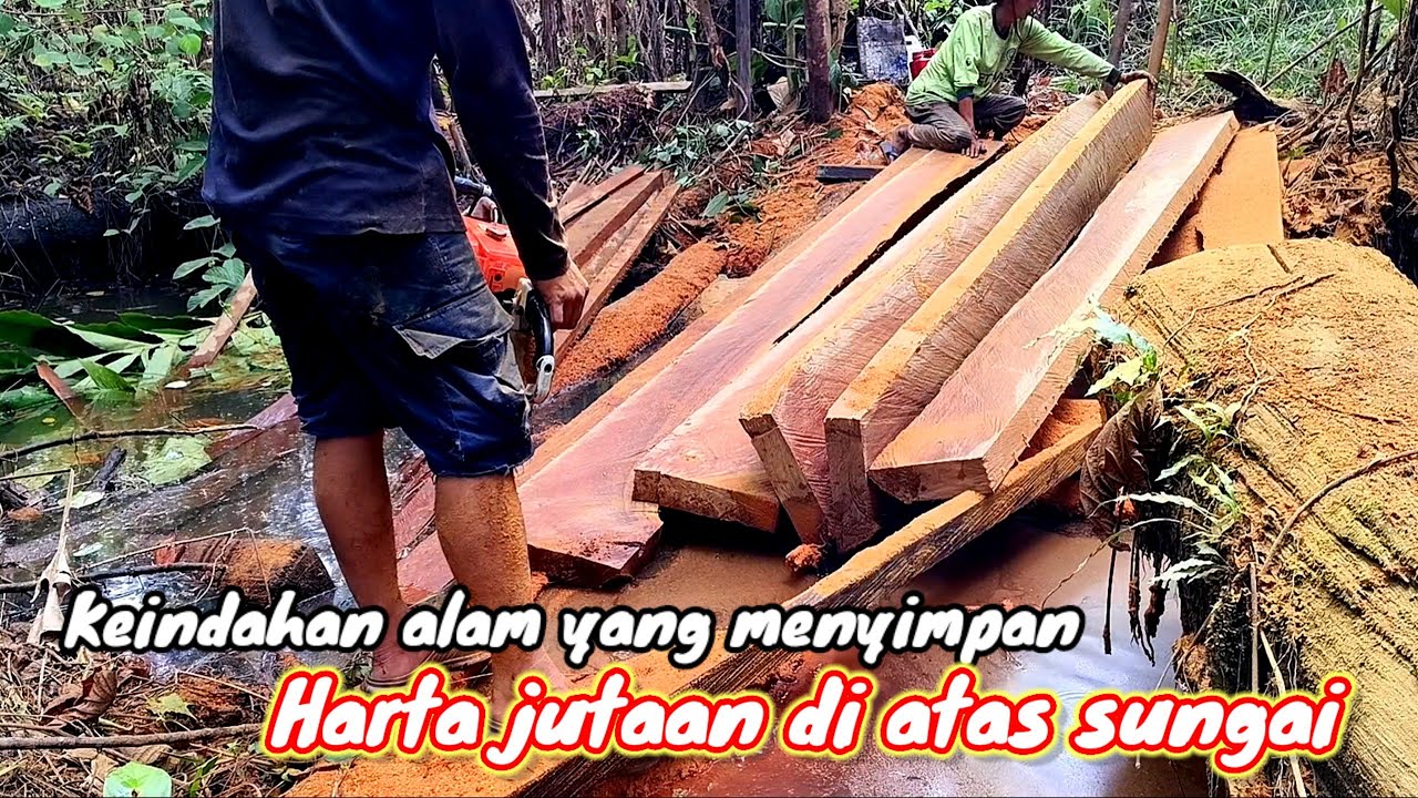 PART2 KAYU ULIN DI ATAS SUNGAI ‼️ KEINDAHAN ALAM YG TERLUPAKAN DI HUTAN ...