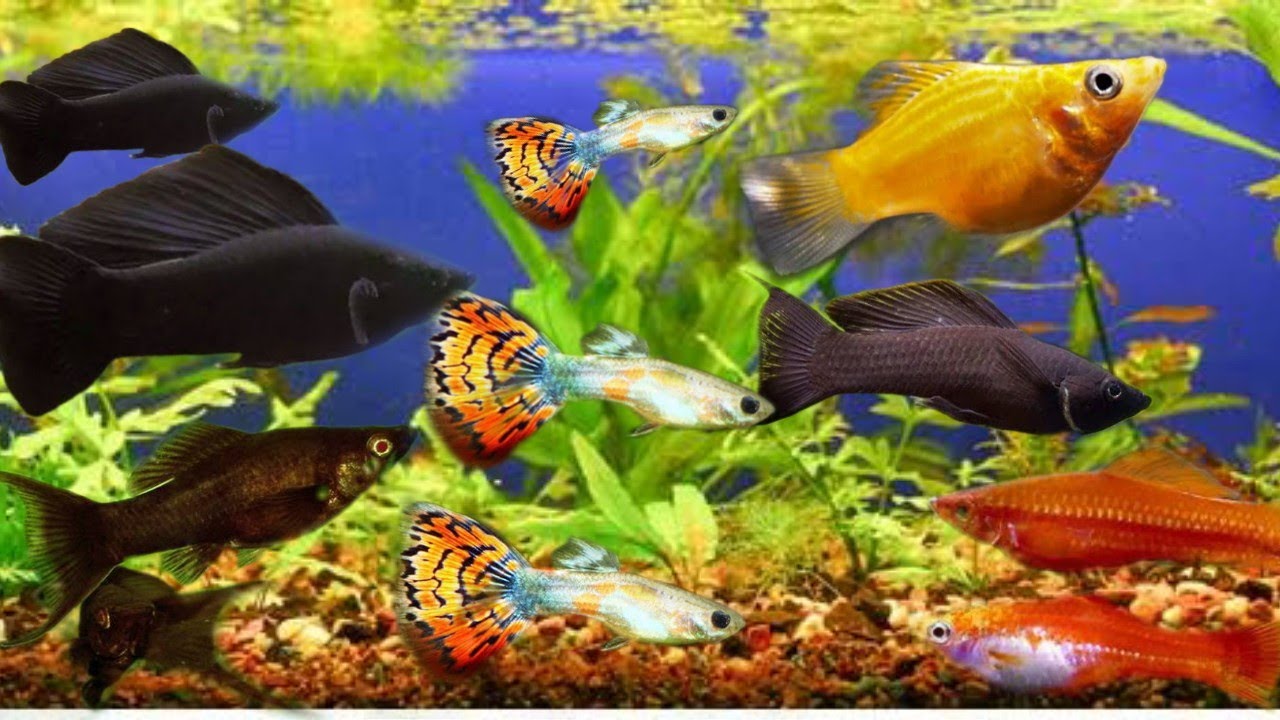 My mollies fish |guppy | black Molly |chocolate mollies | etc - YouTube