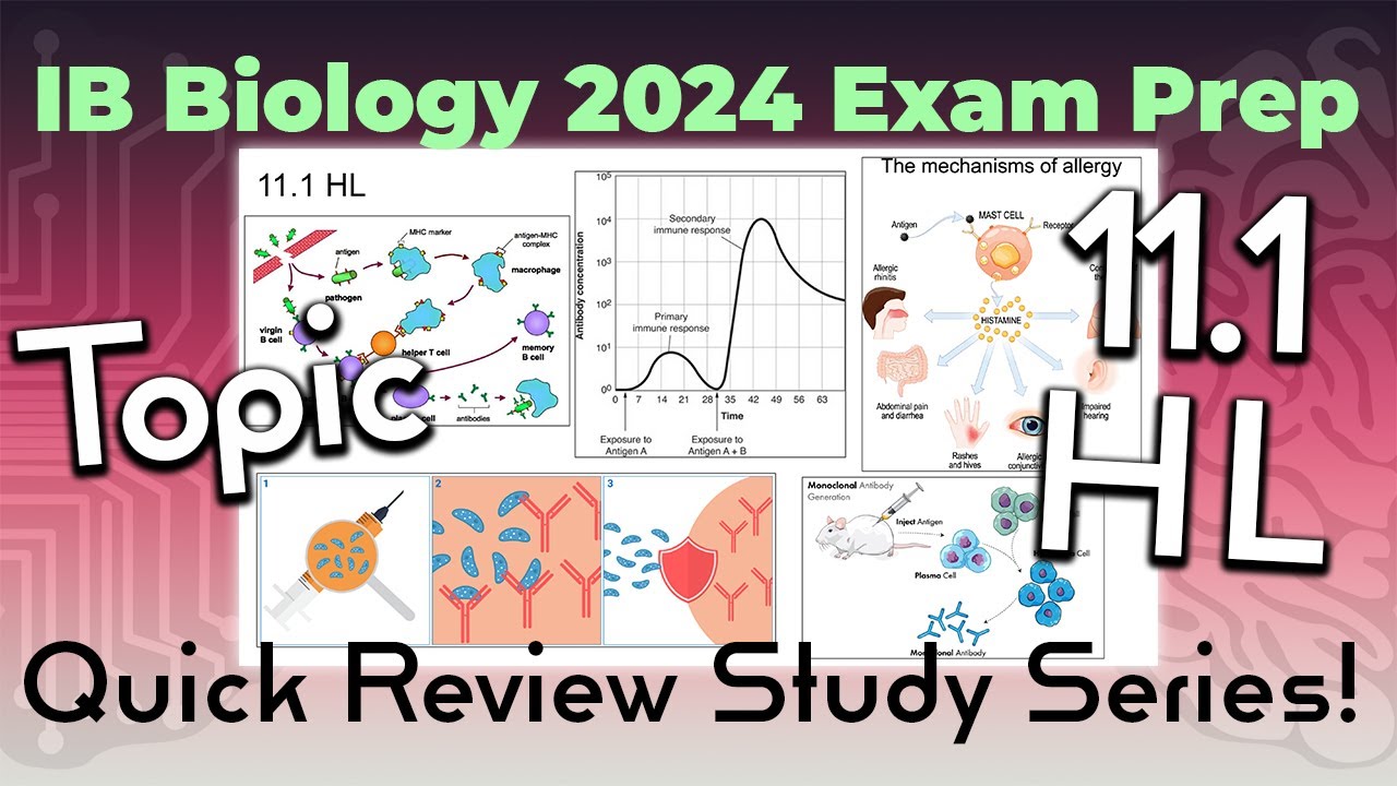 [OLD2016] IB Bio 2024 QUICK REVIEW - Topic 11.1 HL: Antibody Production ...