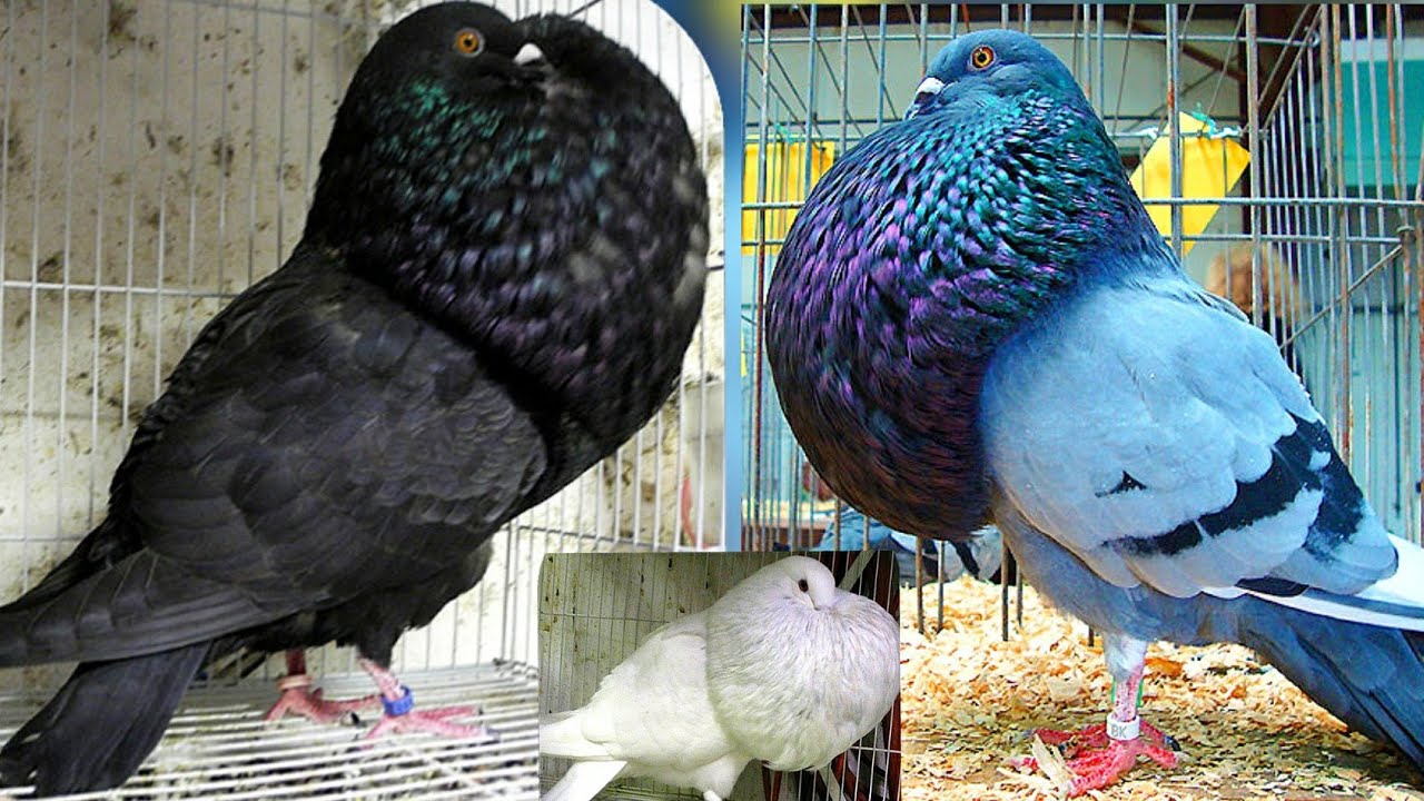 Gaditano Pouter is a breed of fancy pigeon developed over many years of ...