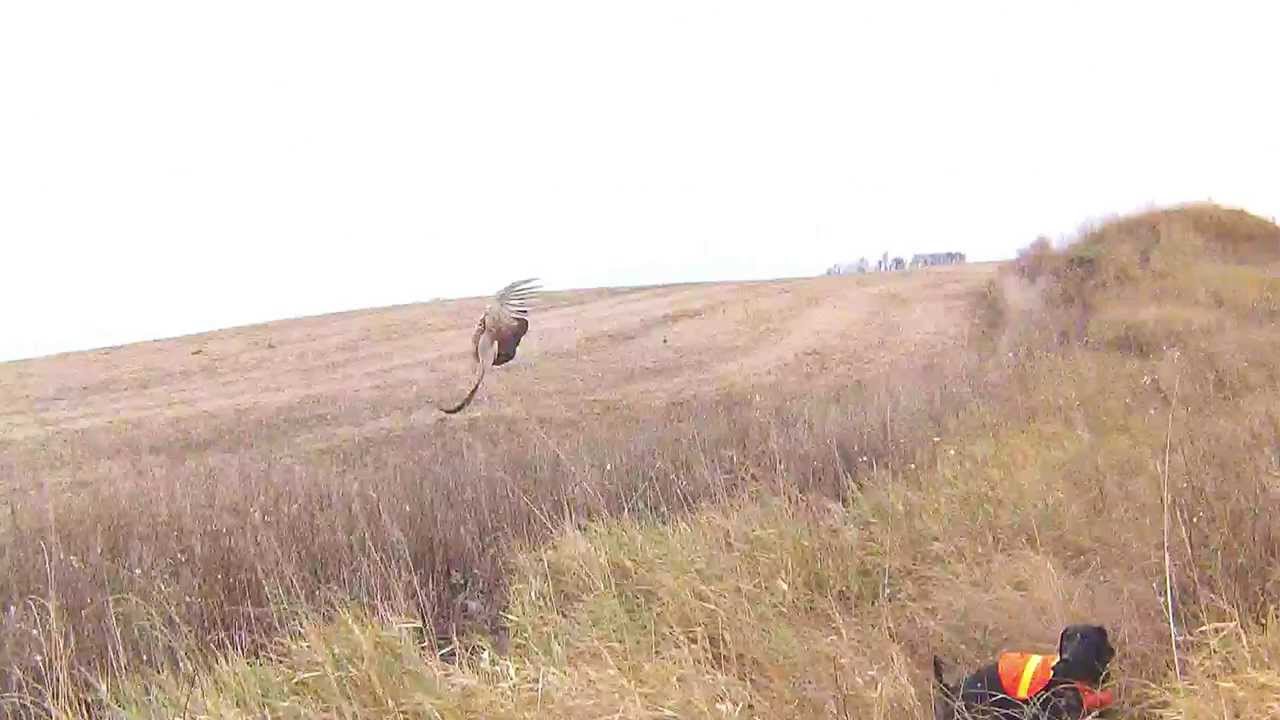 Ringneck Pheasant flush next to Piper - YouTube