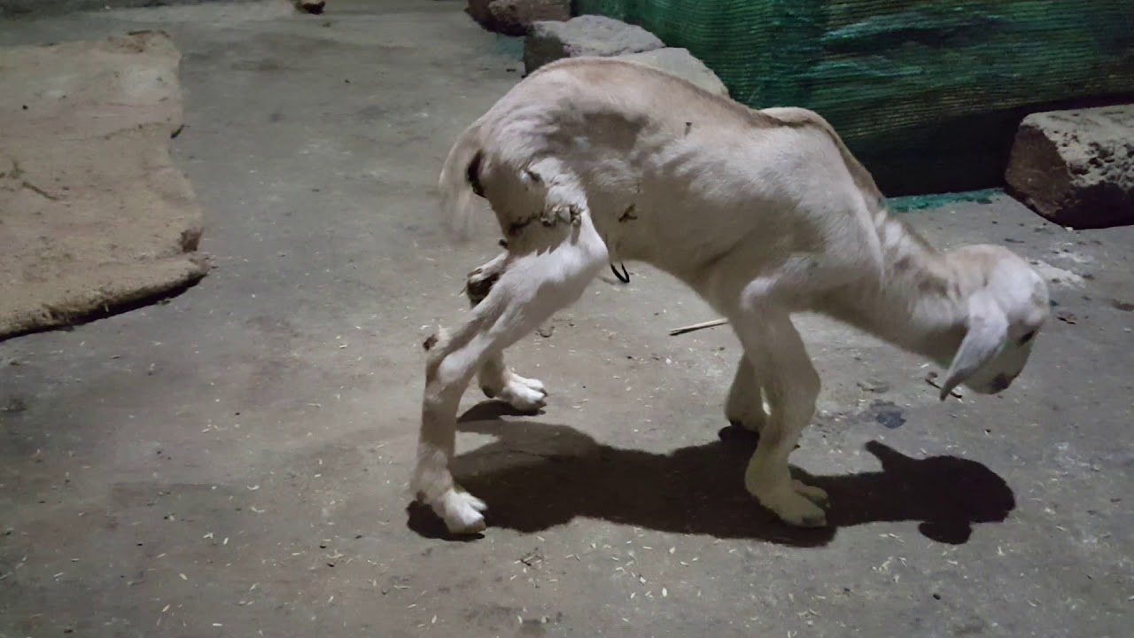 Unique baby goat . This goat got paw legs - YouTube