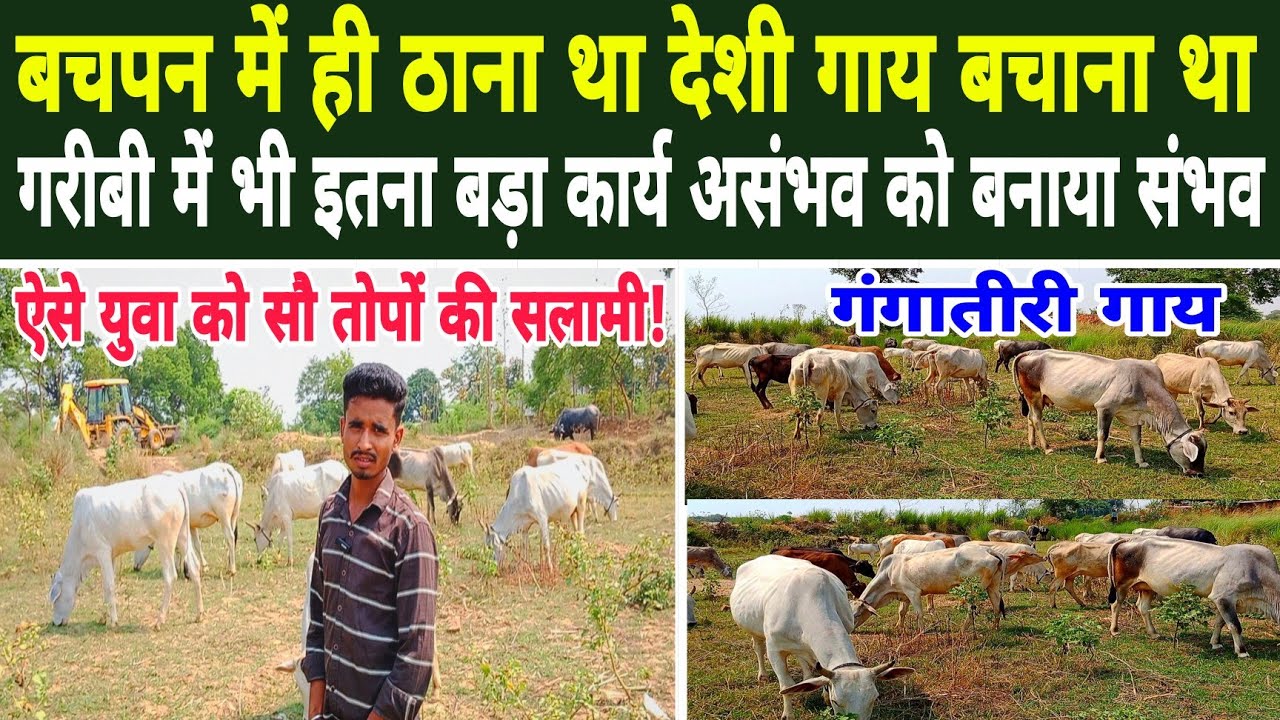 गंगातीरी:-युवा ने ठाना है देशी गाय बचाना है || gangatiri cow || desi ...