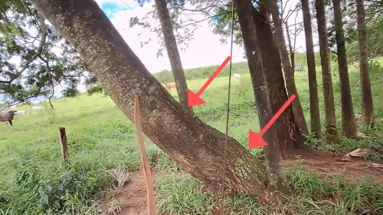 A árvore pra tirar as chedas do carro de boi precisa ter essas duas ...