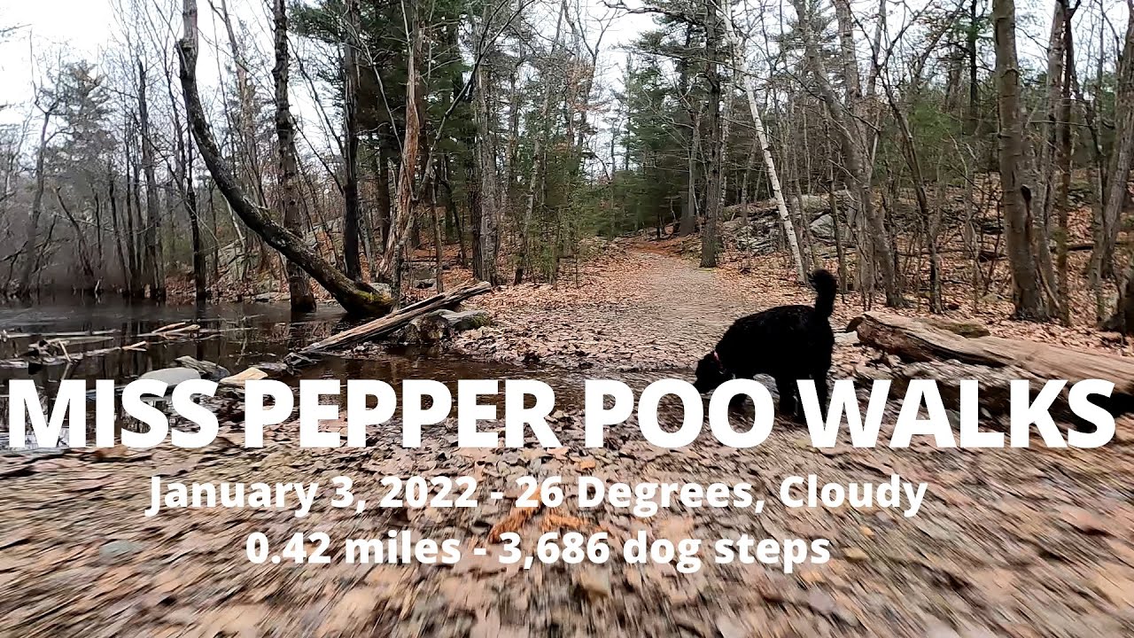 This cockapoo is on FIRE today! Best Dog Walks on Youtube / S1 EP15 ...