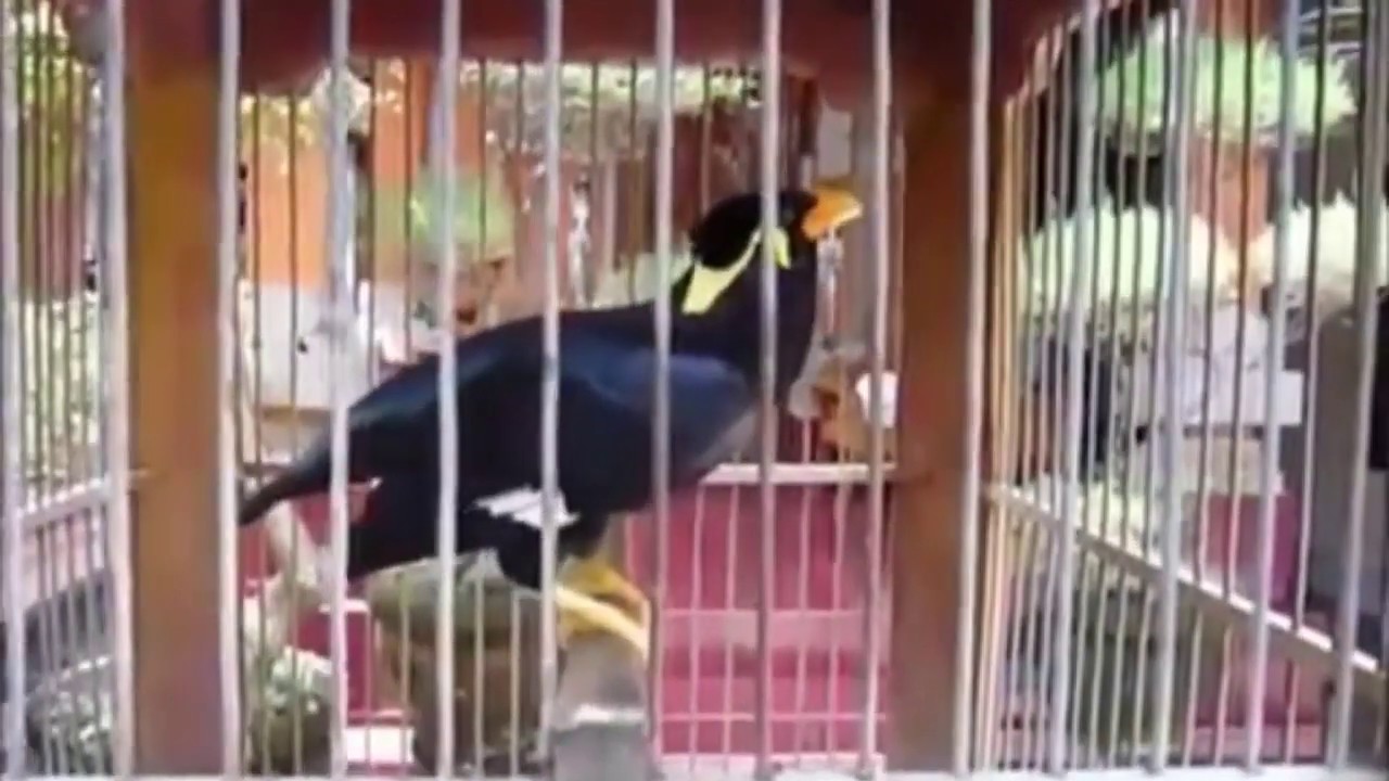 Amazing talking Mynah birds|Amazing singing|Can say Assalamo Alaikom ...