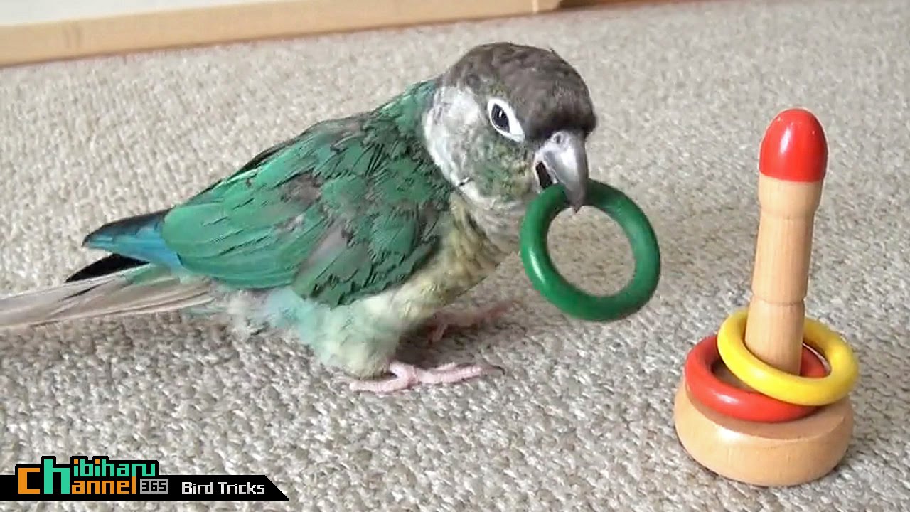 ウロコインコ： 【ハルの中級芸】 Conure: Haru Tricks - Bird Tricks - YouTube
