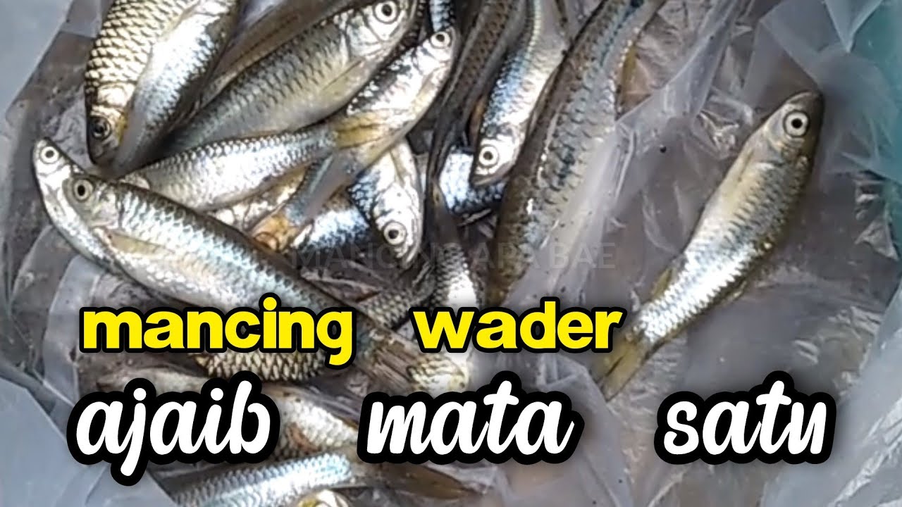 Mancing Wader Kali - Perumperindo.co.id