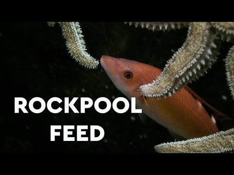 Rockpool Feed - Facebook Live (March 2020) - YouTube