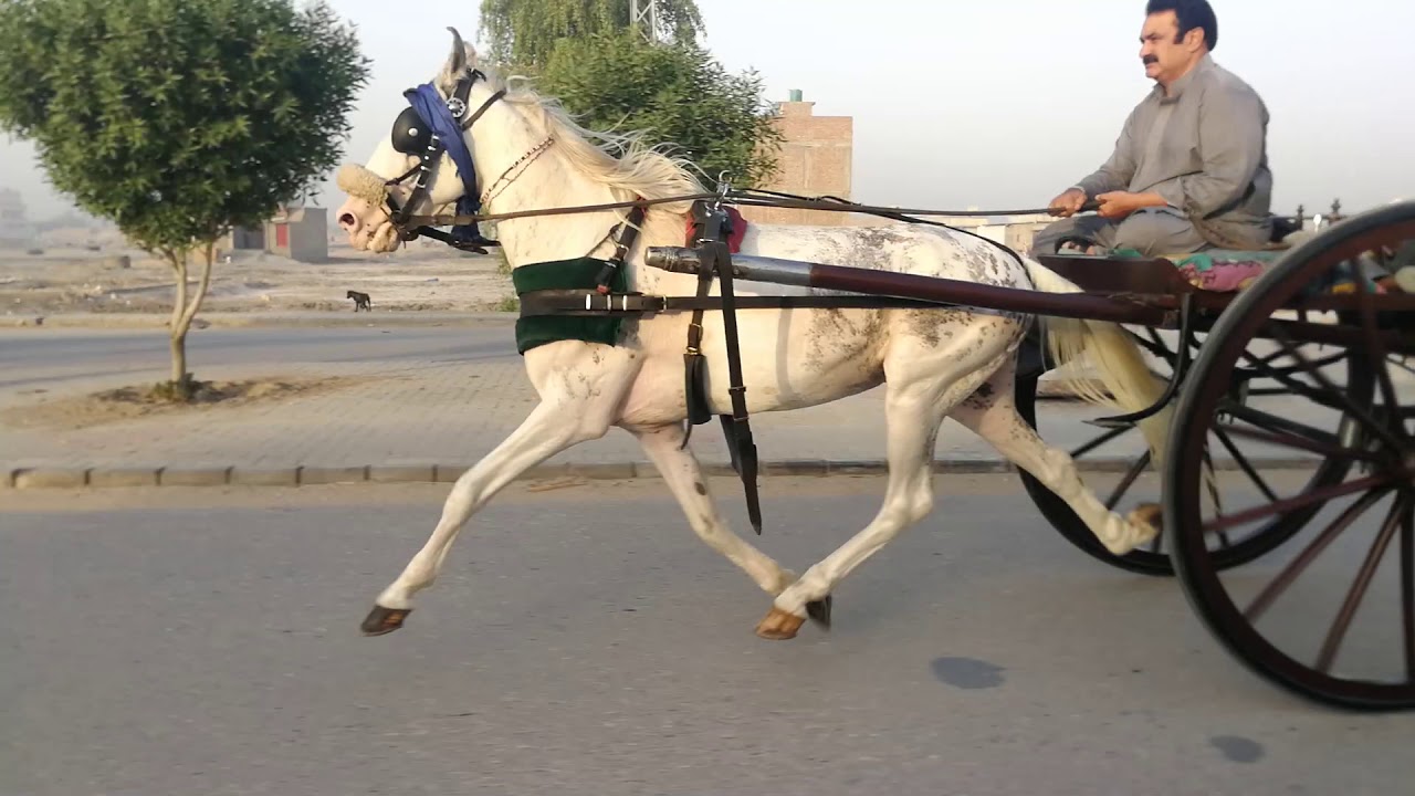 Horse name Angraiz - YouTube