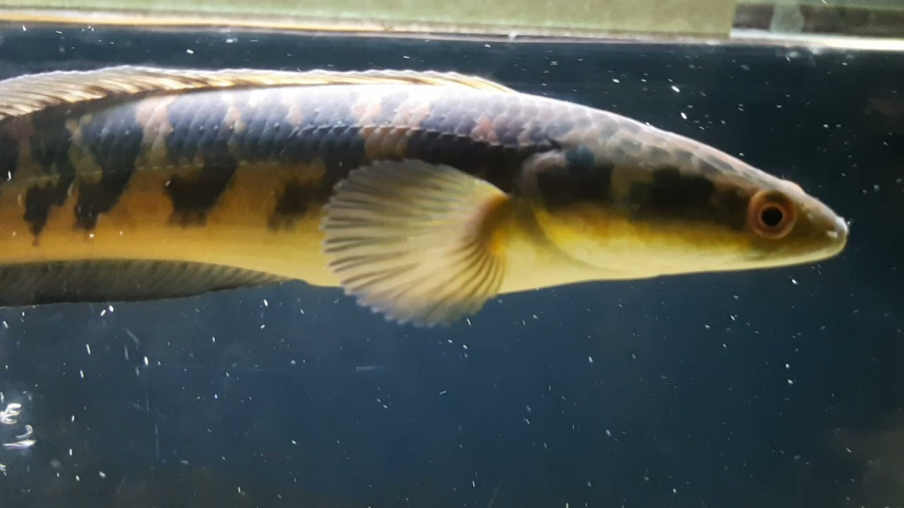 Channa Maru Yellow Sentarum - YouTube