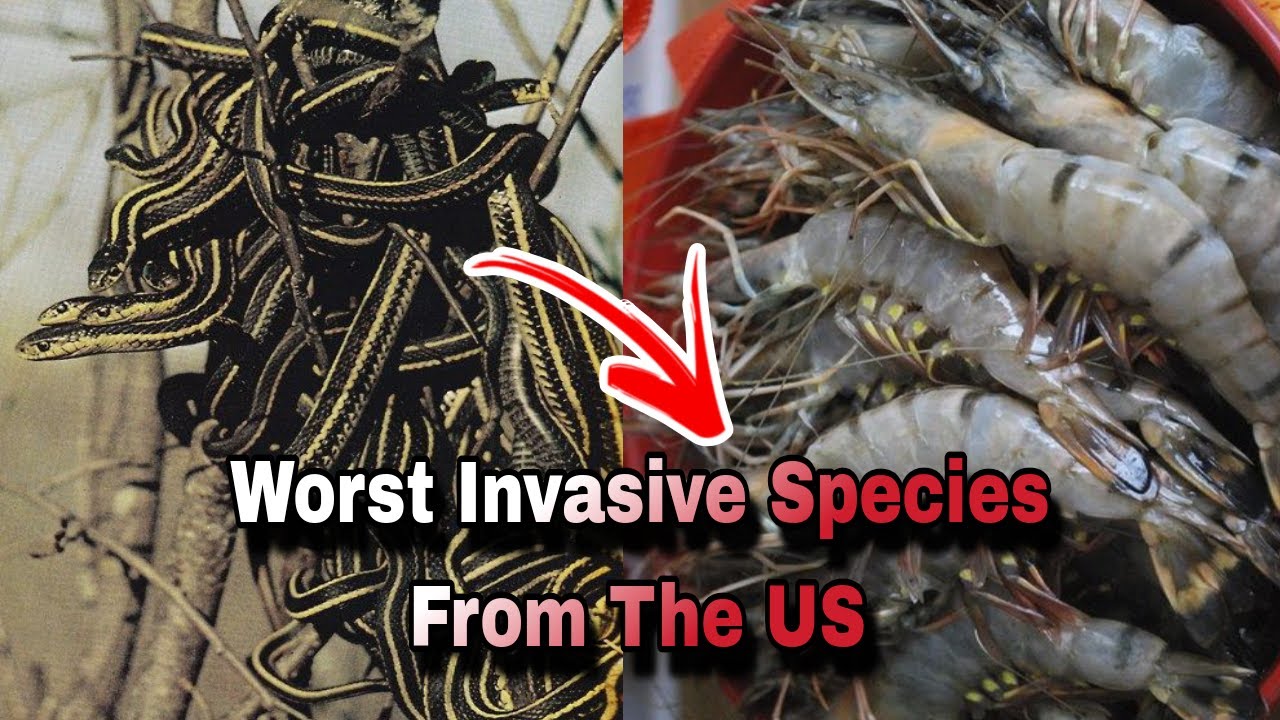 15 Worst Invasive Species From The US - YouTube