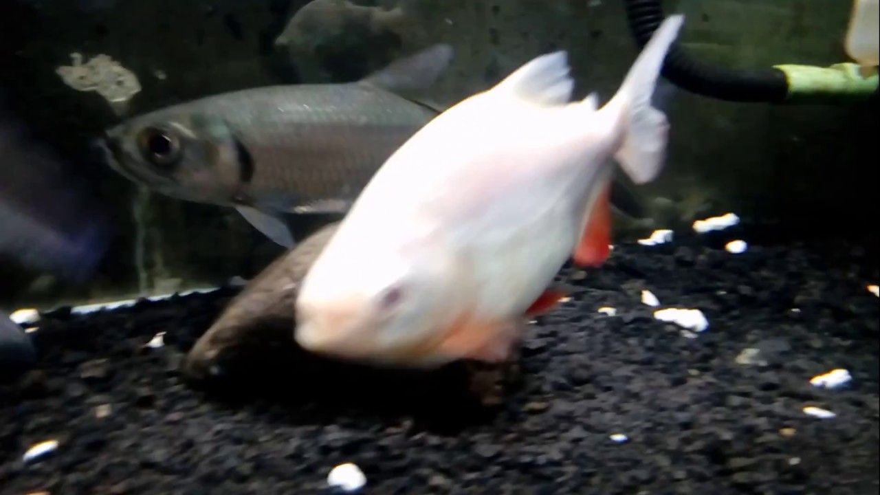 The Albino Pacu Thursday Feeding - YouTube