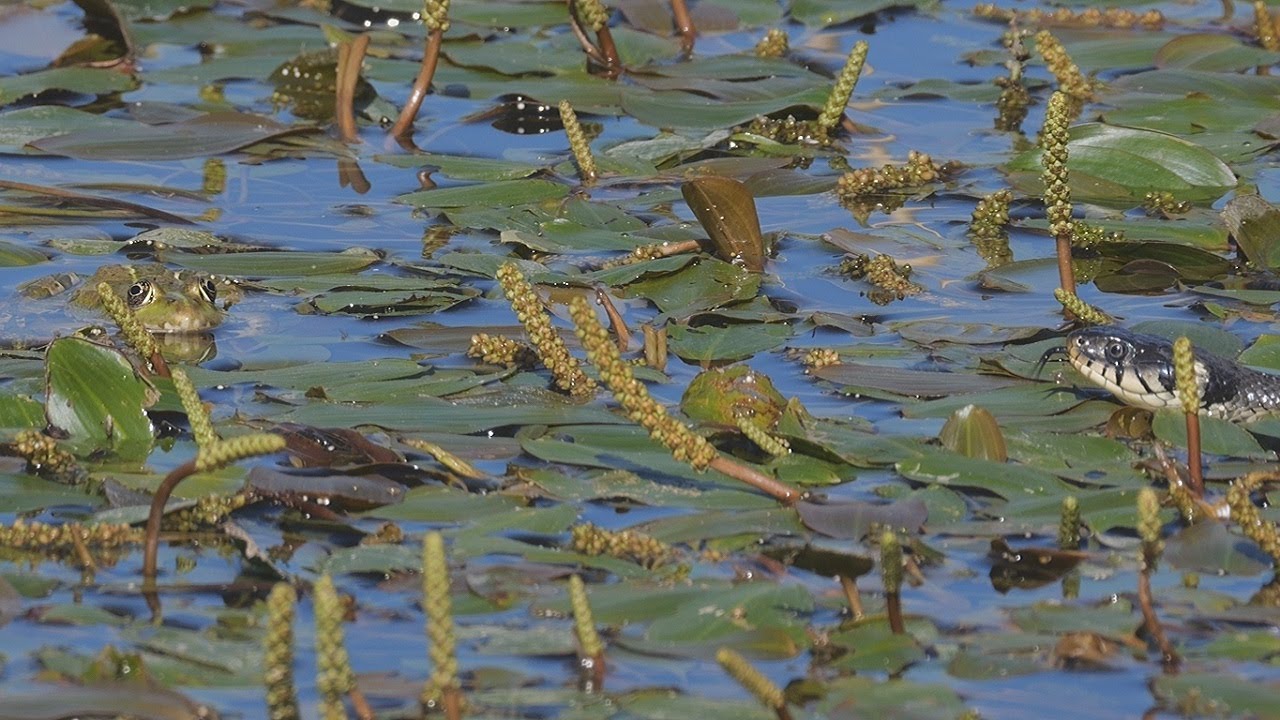 Frogs defend themselves against snakes / Frösche verteidigen sich gegen ...