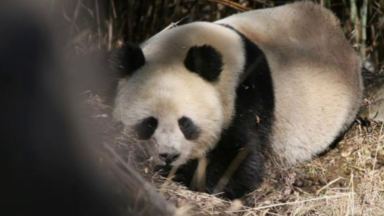 Rare footage captures pandas growling and barking as they crash through ...