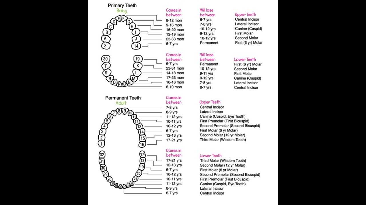 Time of eruption of milk and adult teeth; Incisors, molar, premolar ...