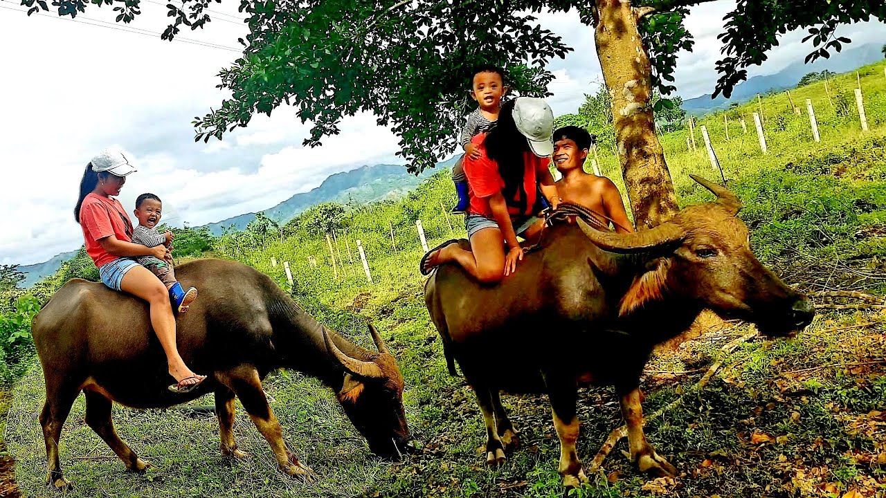 RIDING CARABAO / HE LOVE RIDING CARABAO - YouTube