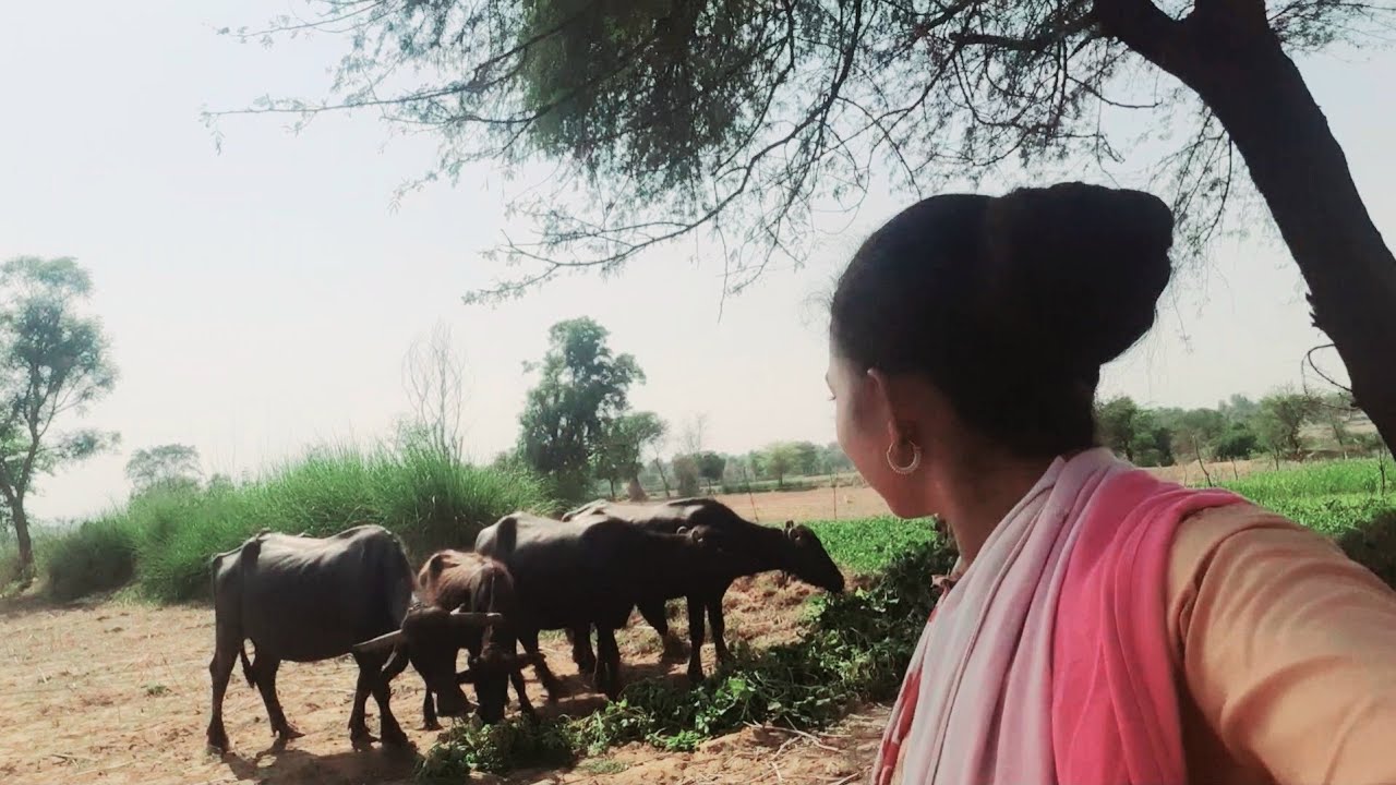 My First Vlog | Desi Village Girl Vlog | Desi Girl Vlog | Village Vlog ...