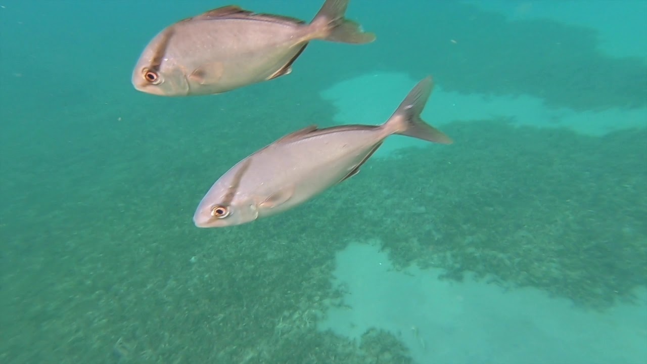 Martinique snorkeling poissons carangues - YouTube