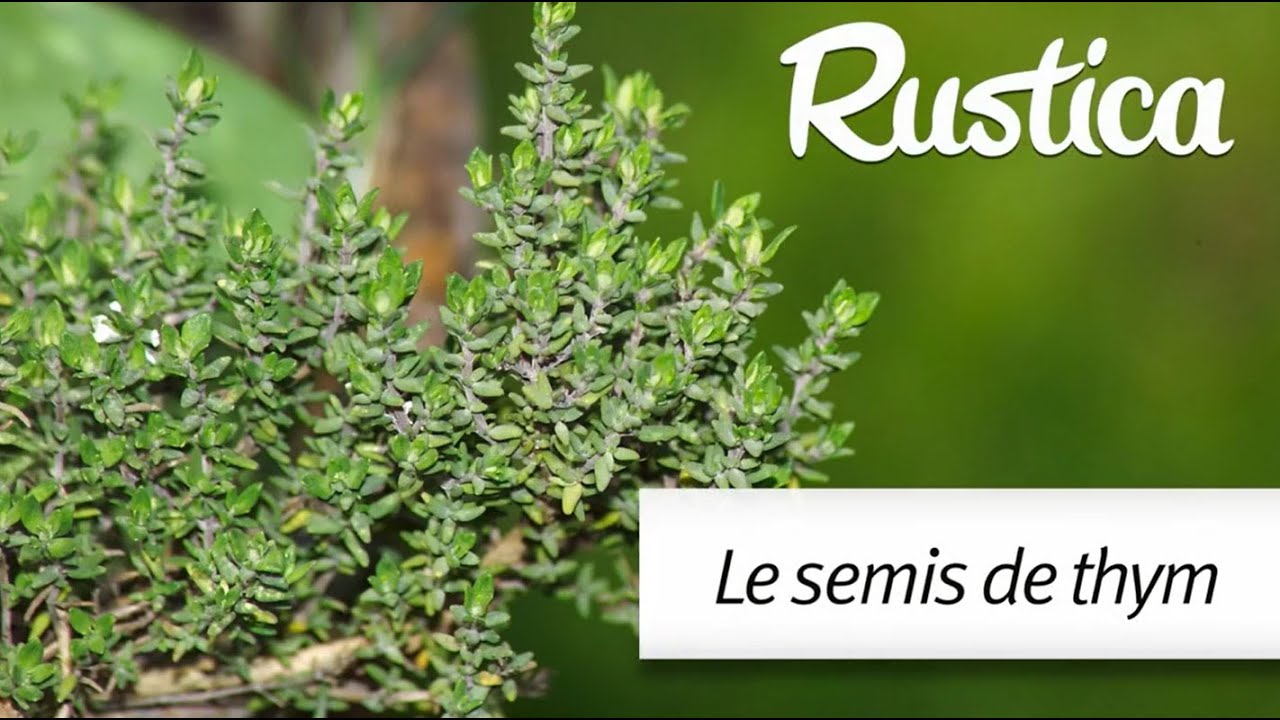 Comment semer le thym - YouTube