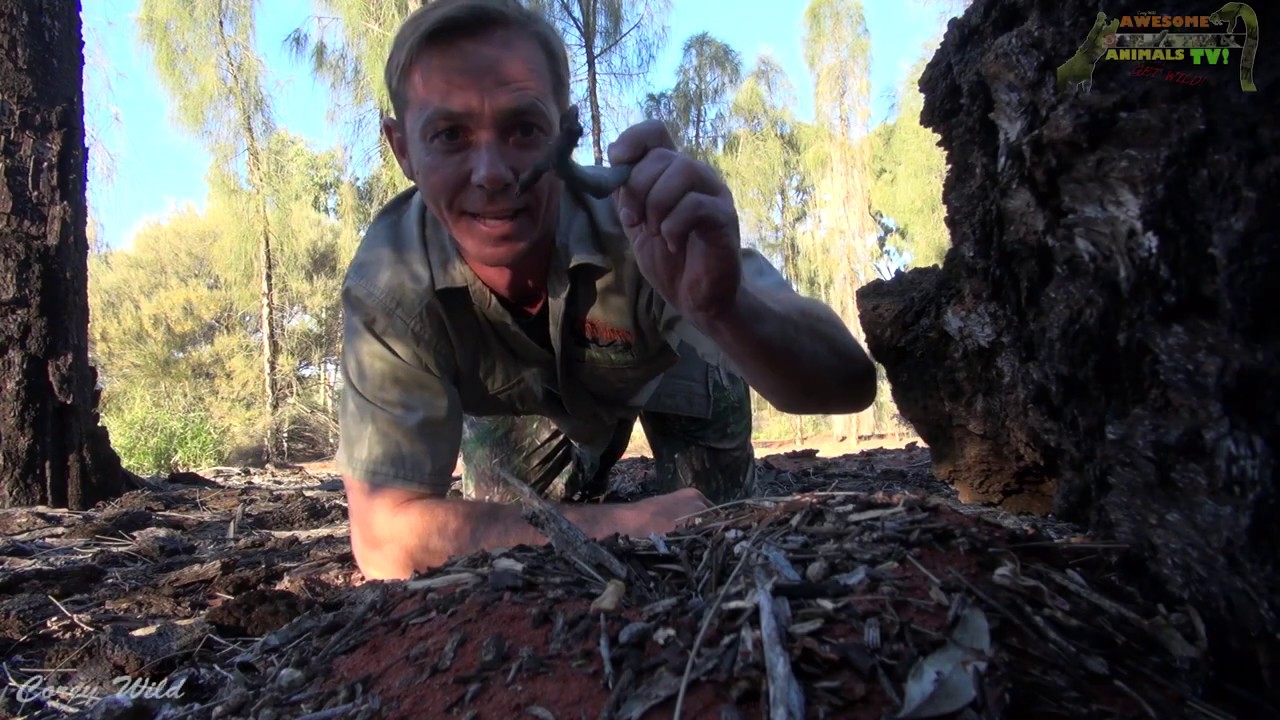 Australian BULLET ANT'S! - Inch Ants - Bulldog Ant's - sting First Aid ...
