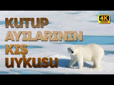 Kutup Ayılarının Kış Uykusu I 4k