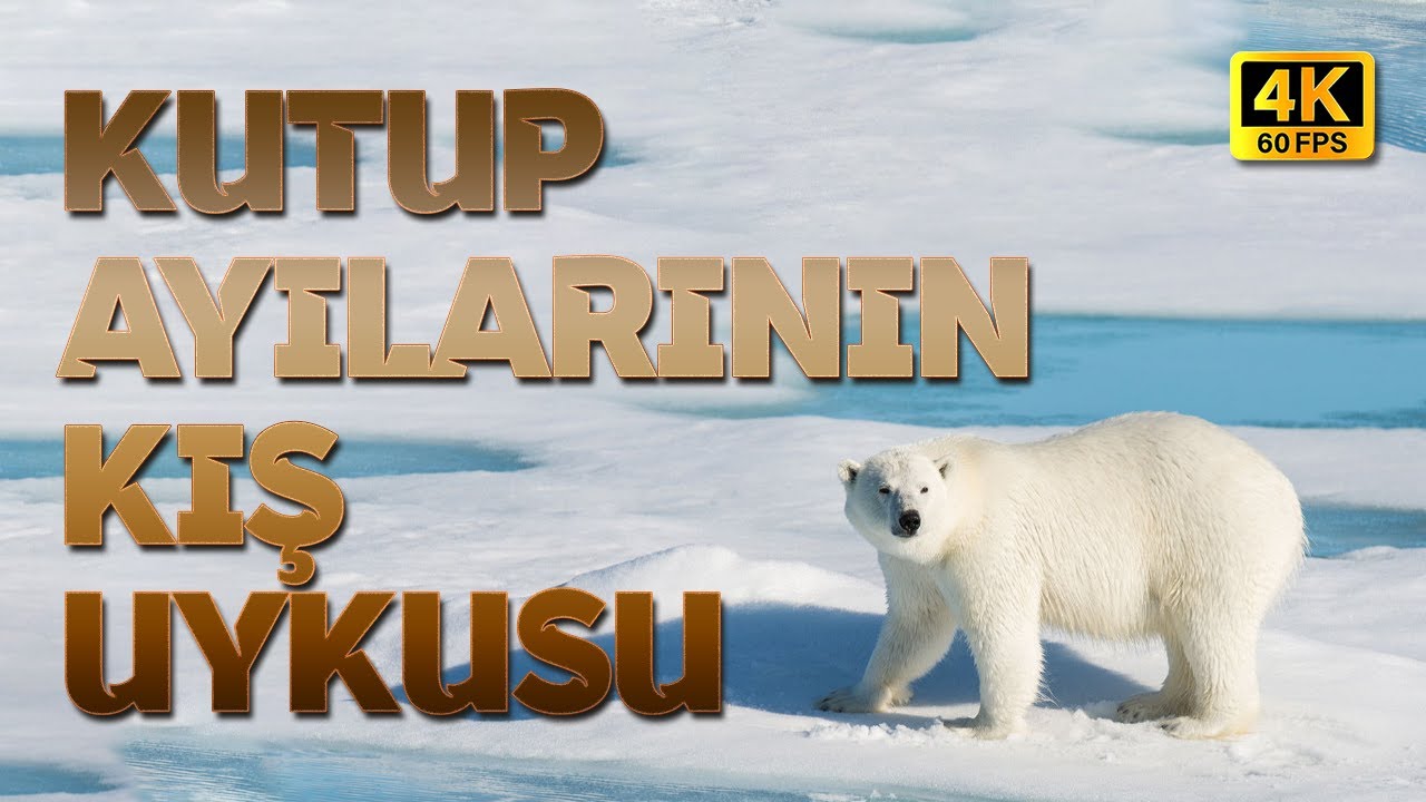 Kutup Ayılarının Kış Uykusu I 4k - YouTube