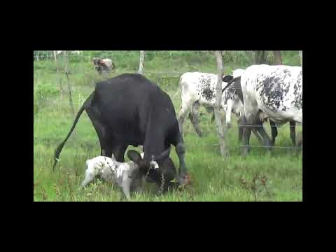 Dogo Argentino vs Bull Fight - Idiot looses control over powerful doggo